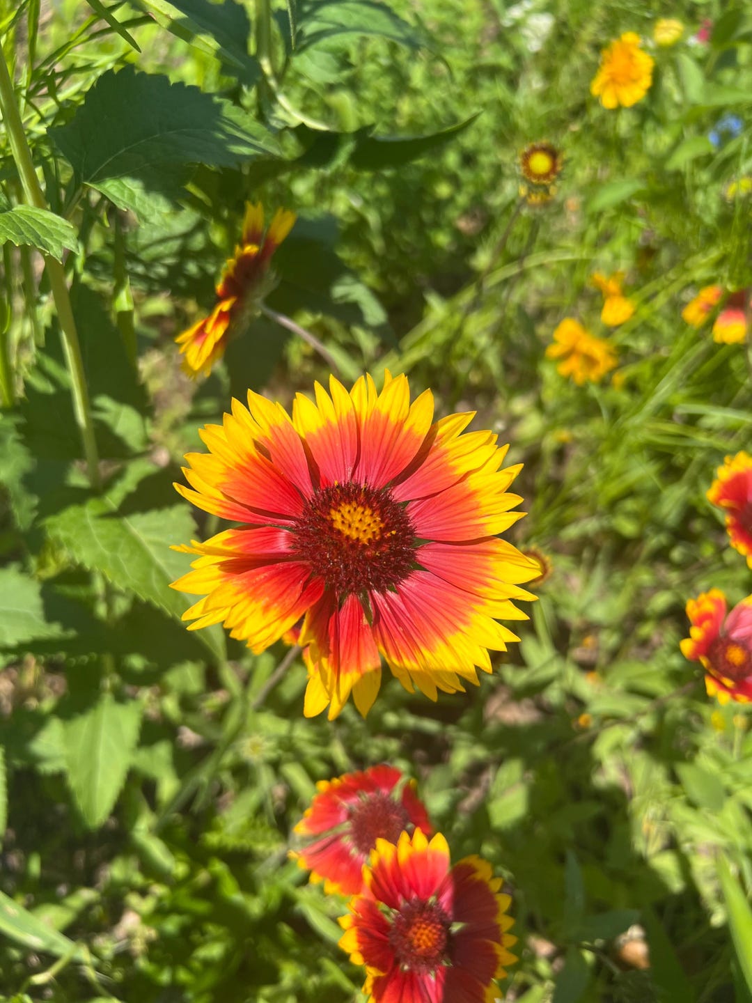 Blanketflower Seeds: Gaillardia Perennial Flower - Easy to Grow - Etsy