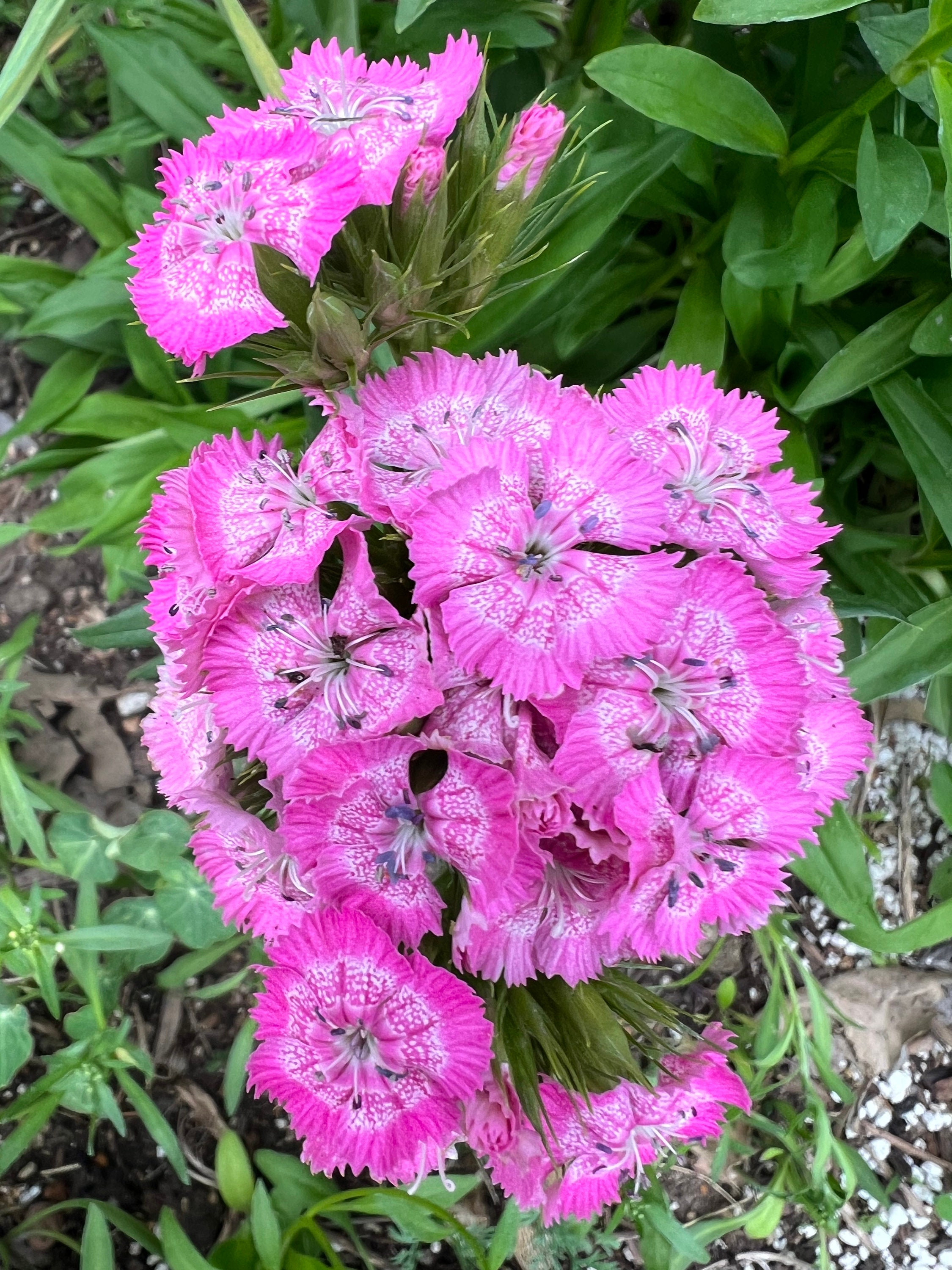 Fragrant Dianthus Seeds (sweet William) Mixed Colors - Etsy
