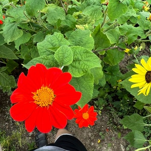 Tithonia Also Called “mexican Sunflower” Seeds *free Shipping* - Etsy