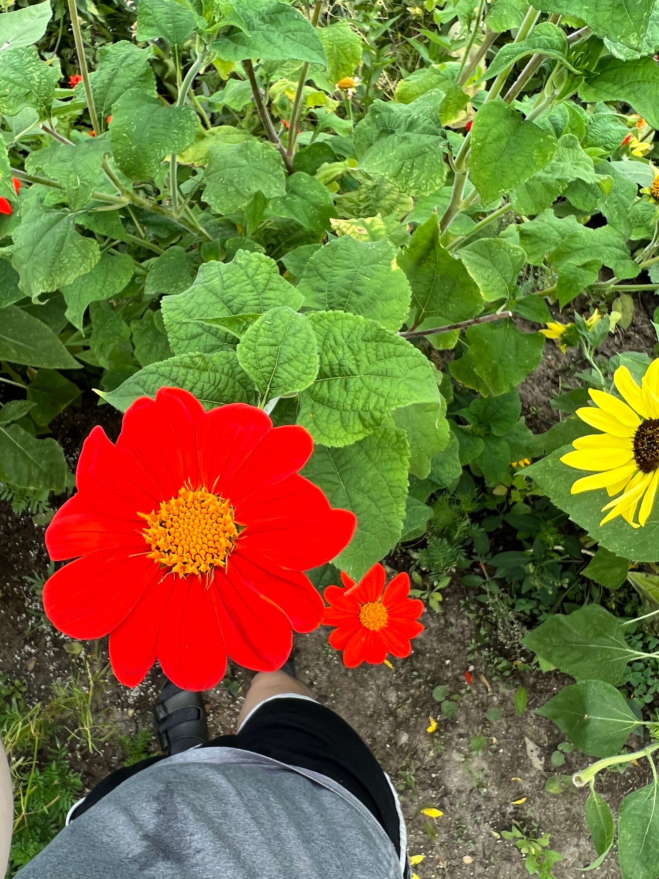 Tithonia Also Called “mexican Sunflower” Seeds *free Shipping* - Etsy