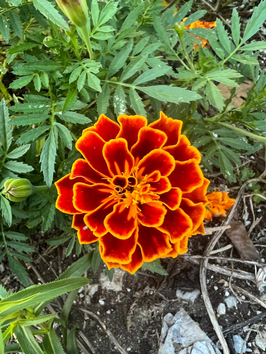 Mixed Marigold Seeds Very Easy to Grow! - Etsy