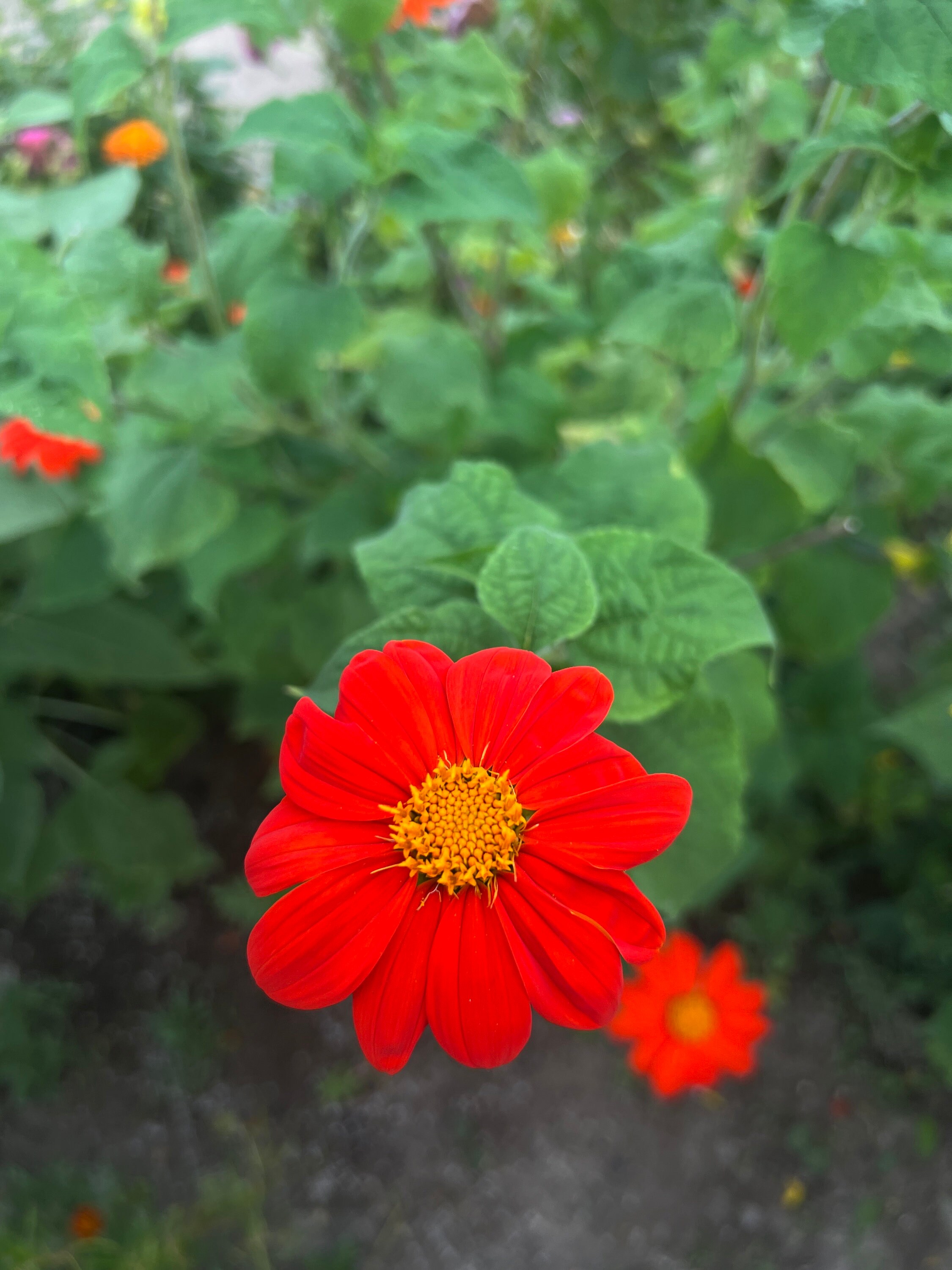 Tithonia Also Called “mexican Sunflower” Seeds *free Shipping* - Etsy