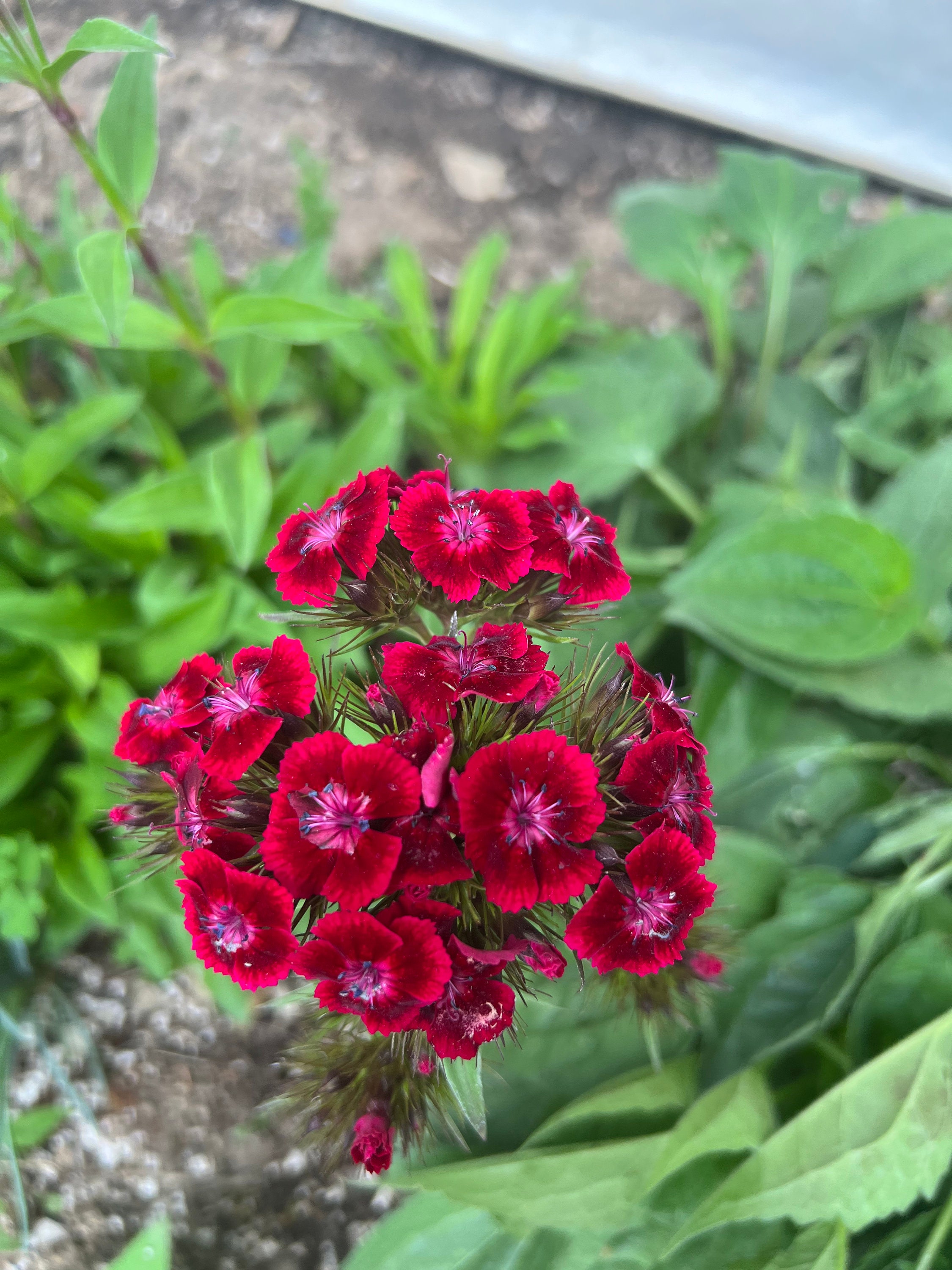 Fragrant Dianthus Seeds (sweet William) Mixed Colors - Etsy