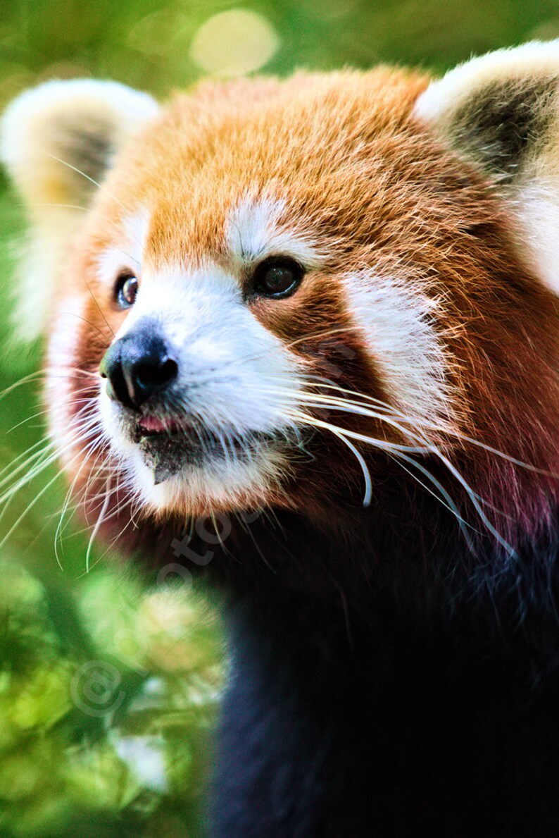Red Panda Photography Print Fine Art Wall Art Exclusive Print Posters ...