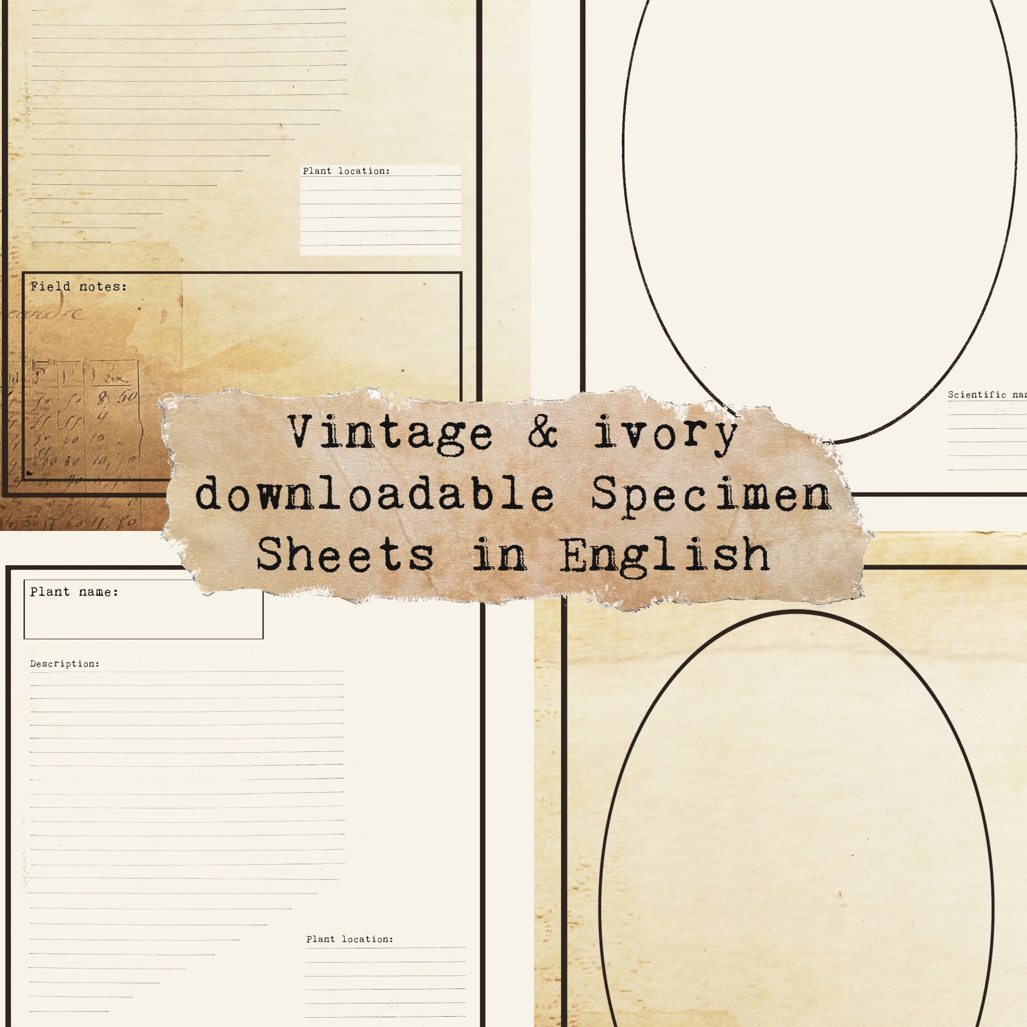 4 Botanical Specimen Sheets ENGLISH Digital Download in Vintage & Ivory ...