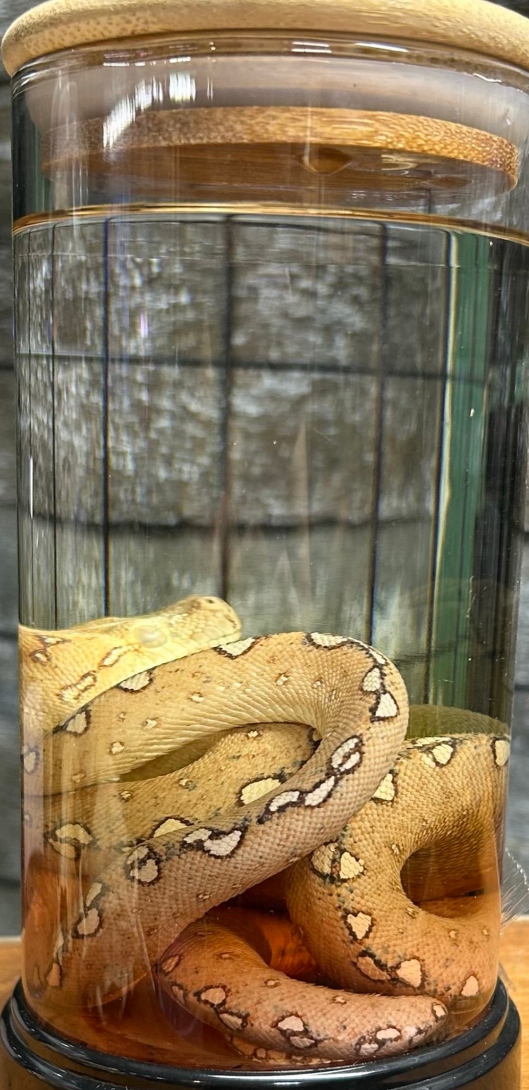 Preserved Green Tree Python Juvenile - Etsy