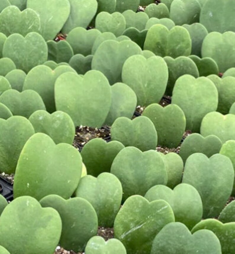 Hoya Heart Succulent Fully Rooted - Etsy