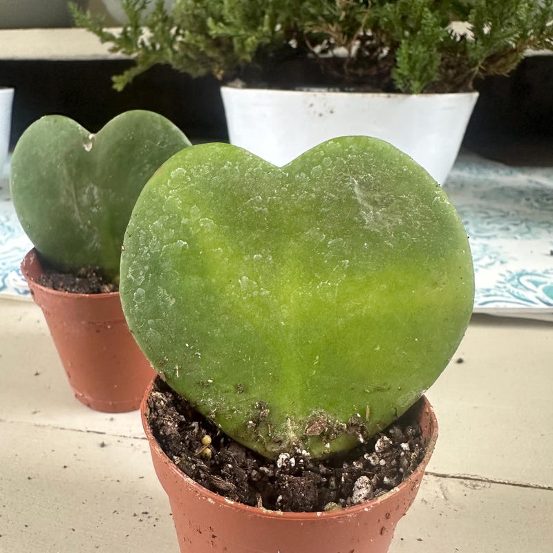 Succulent Heart - Etsy