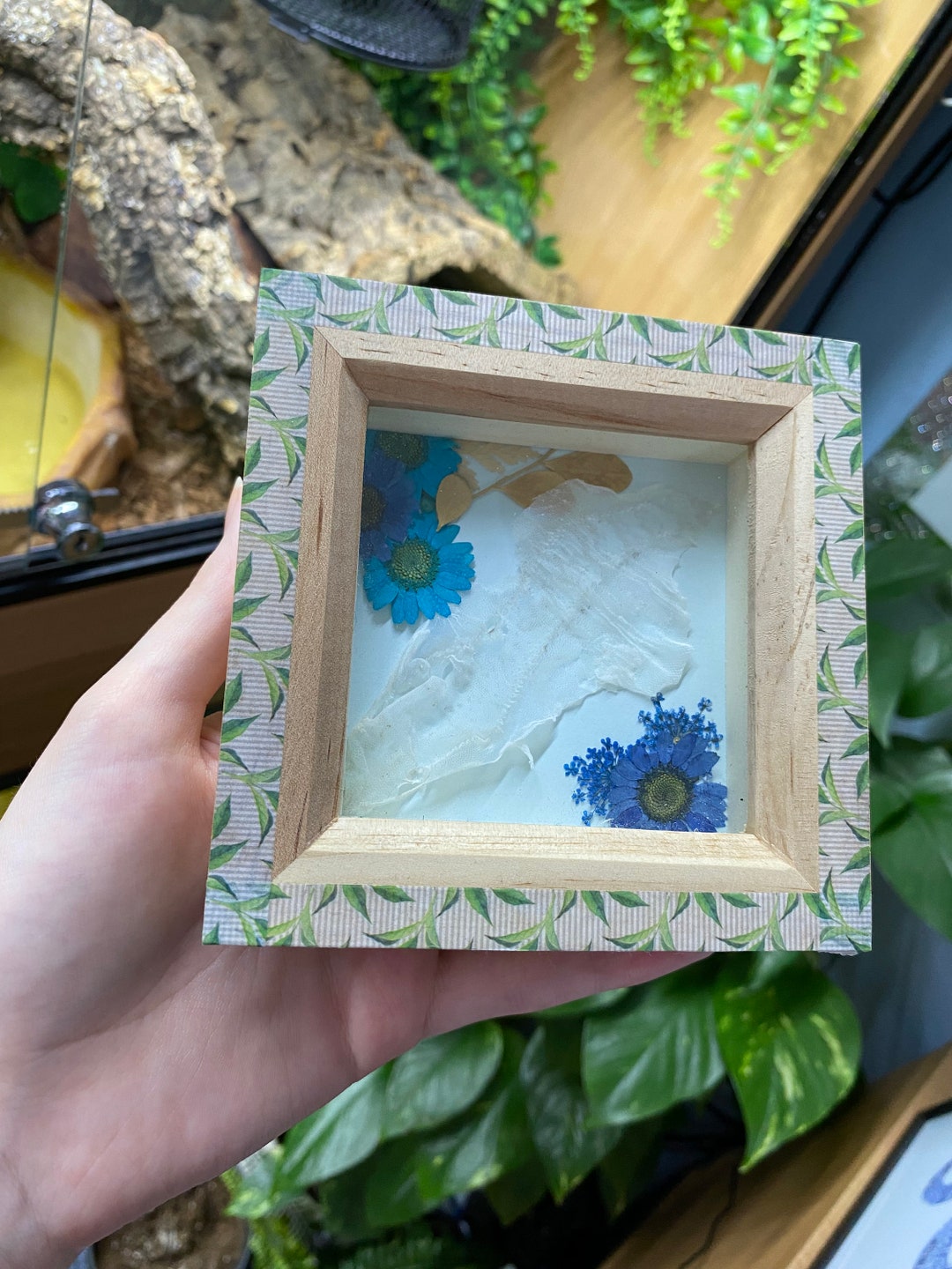 Gecko Shed Reptile Frame Art - Etsy