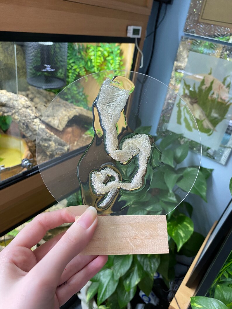 Circle Snake Shed & Stand - Etsy