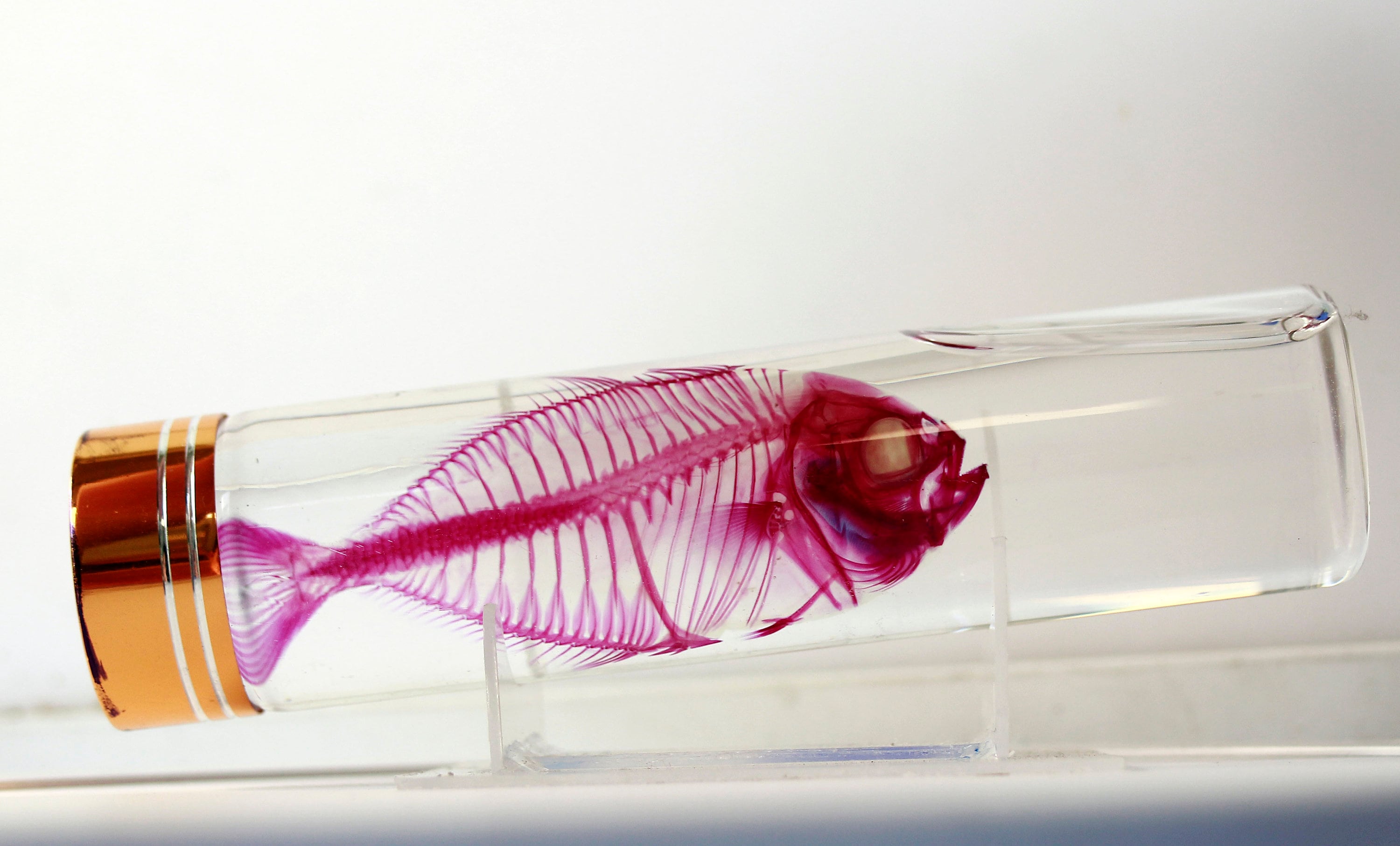 Diaphonized Specimen, Bone Staining, Cartilage Staining, Transparent ...