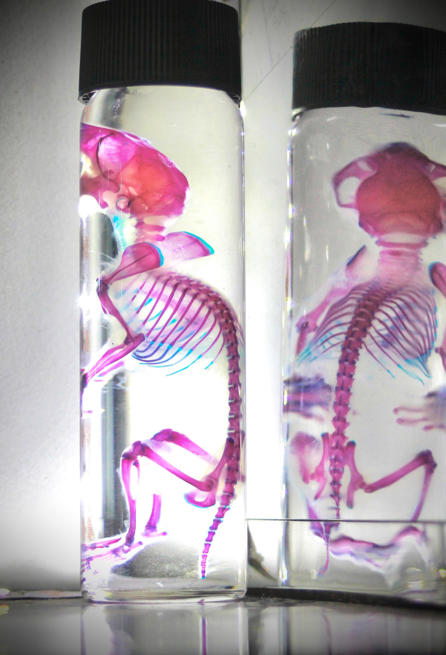 Diaphonized Specimen, Bone Staining, Cartilage Staining, Transparent ...