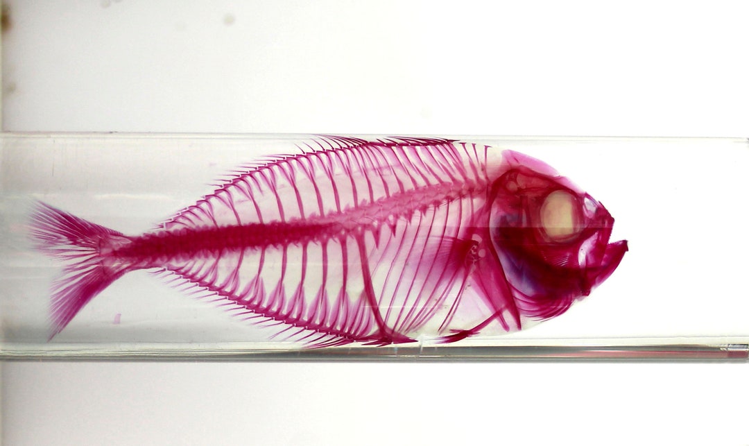 Diaphonized Specimen, Bone Staining, Cartilage Staining, Transparent ...