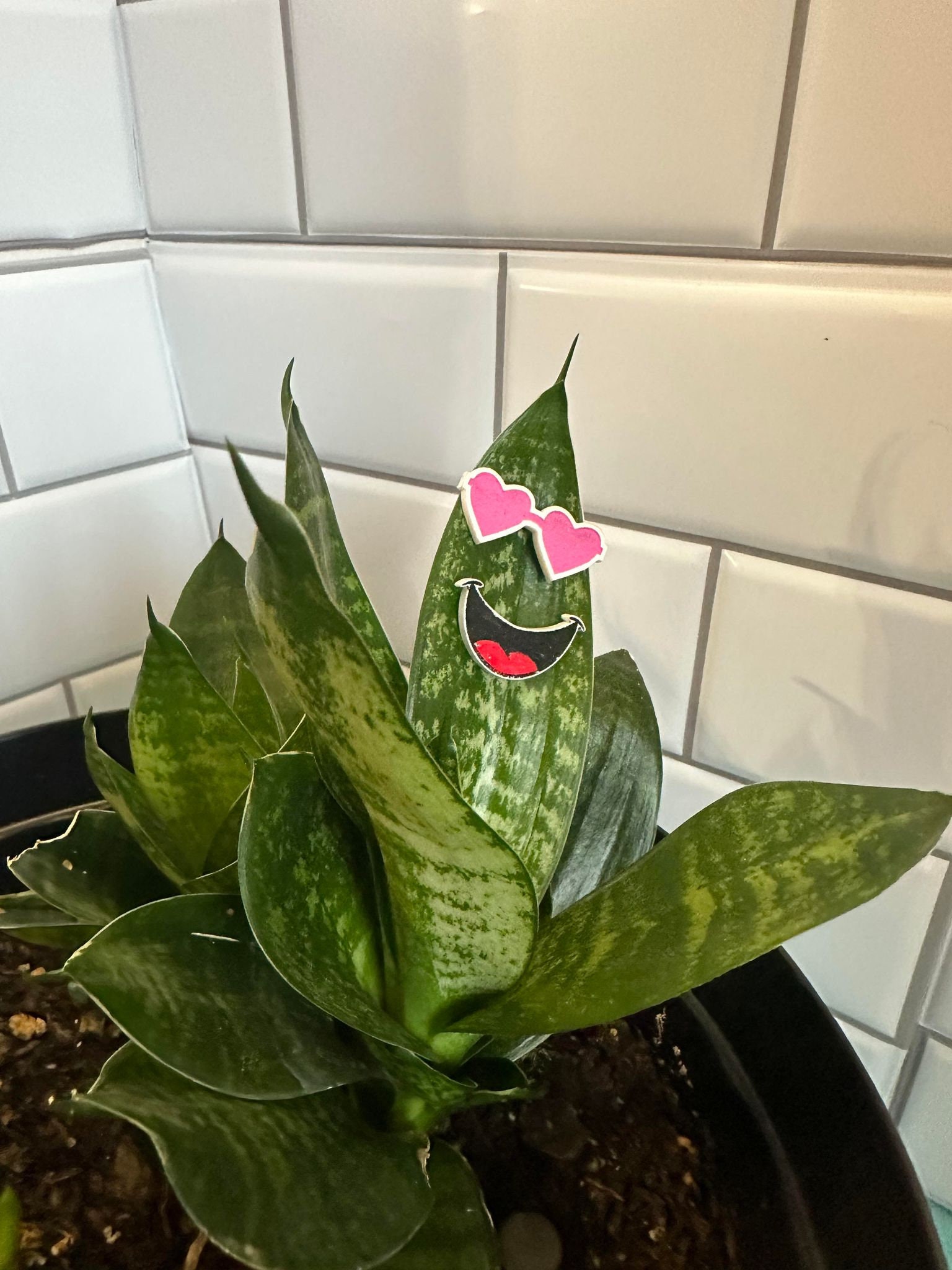 Plant Eye Set 3, Plant Eyes, Plant Bling - Etsy