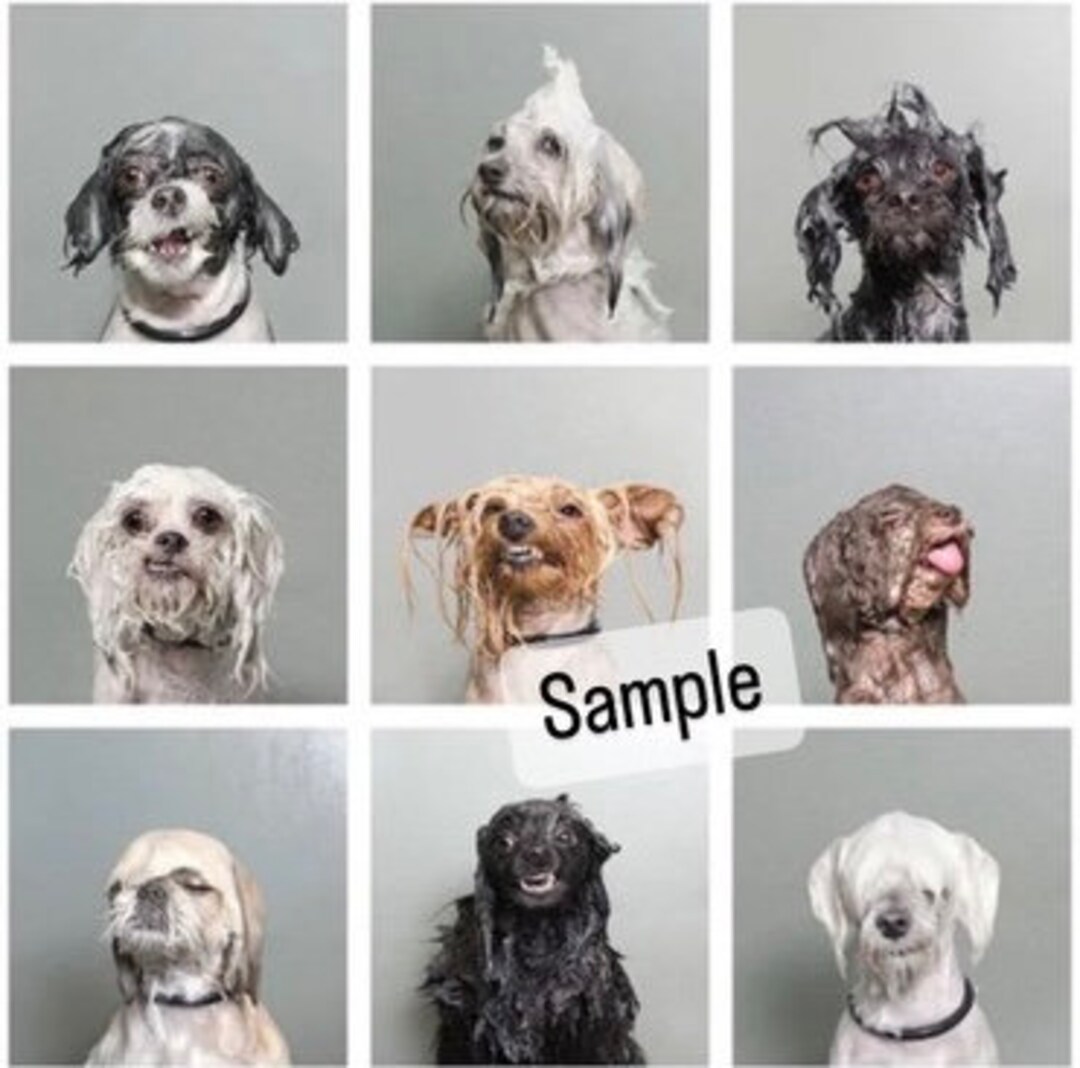 WET DOGS COLLAGE Poster Photograph Print, Full Color, Humorous Dog ...