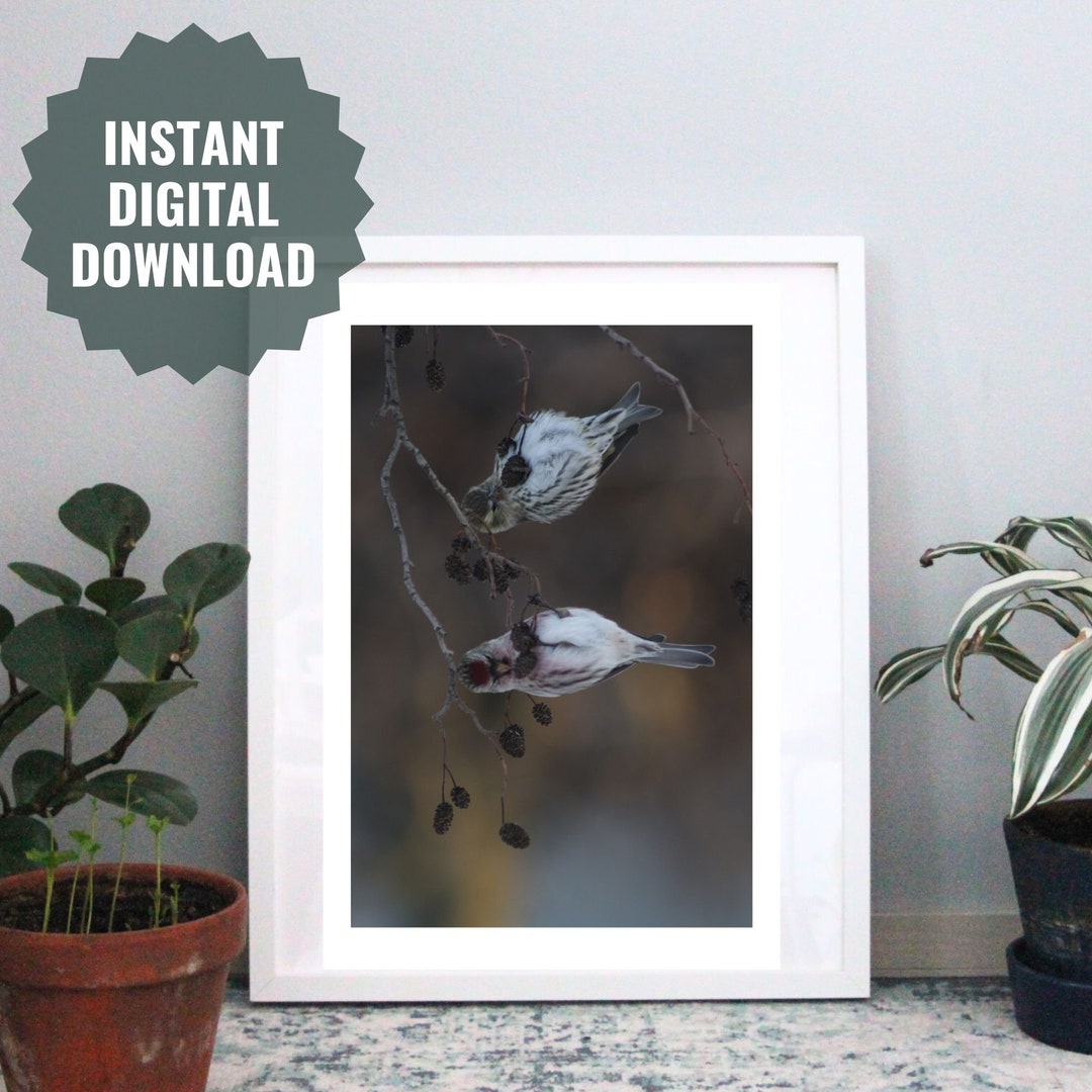 Bird Photography, Print Photo, Digital Download, Instant Download, Wall ...