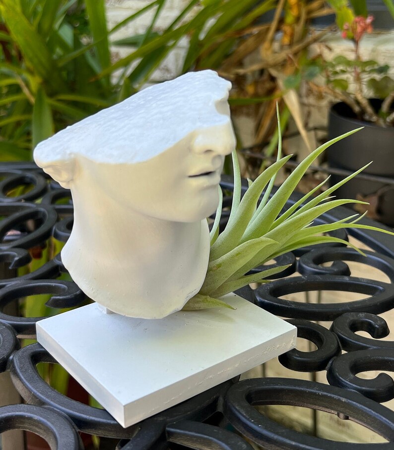Air Plant Statue: Fragmentary Colossal Head of a Youth - Etsy