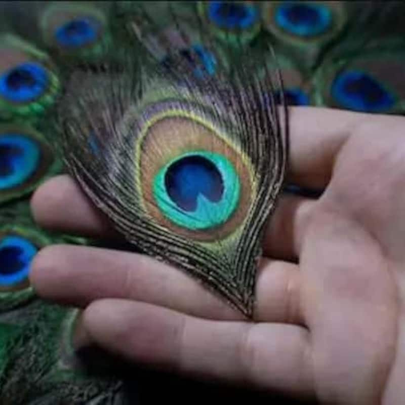 Peacock Eye - Etsy