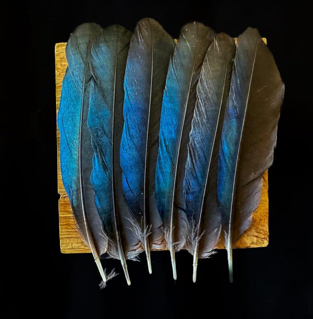 Black Magpie Feathers With a Blue-green Sheen, 6-10 Cm - Etsy