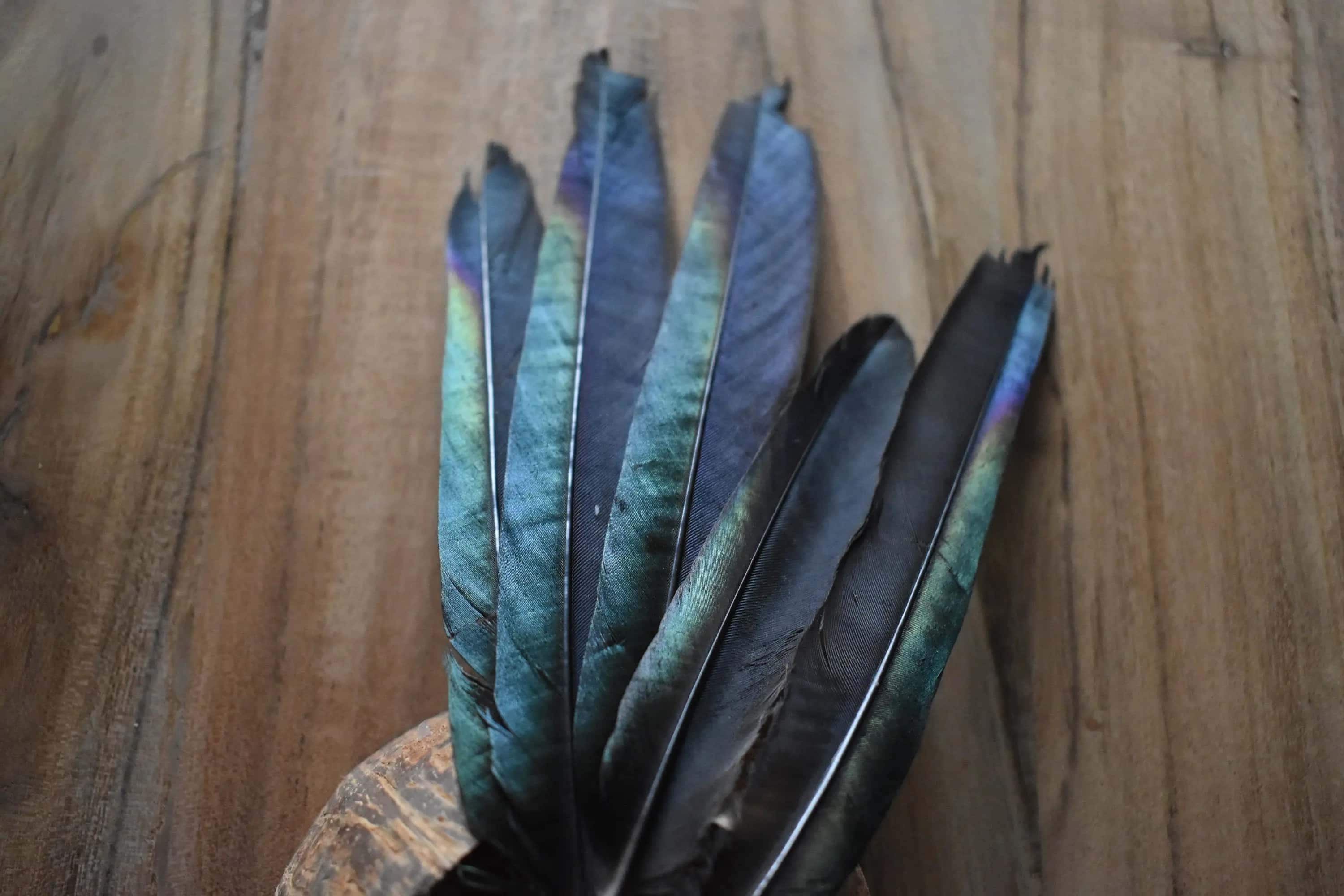 Magpie Feather, Gray With Green and Purple Reflections 15 to 20 ...