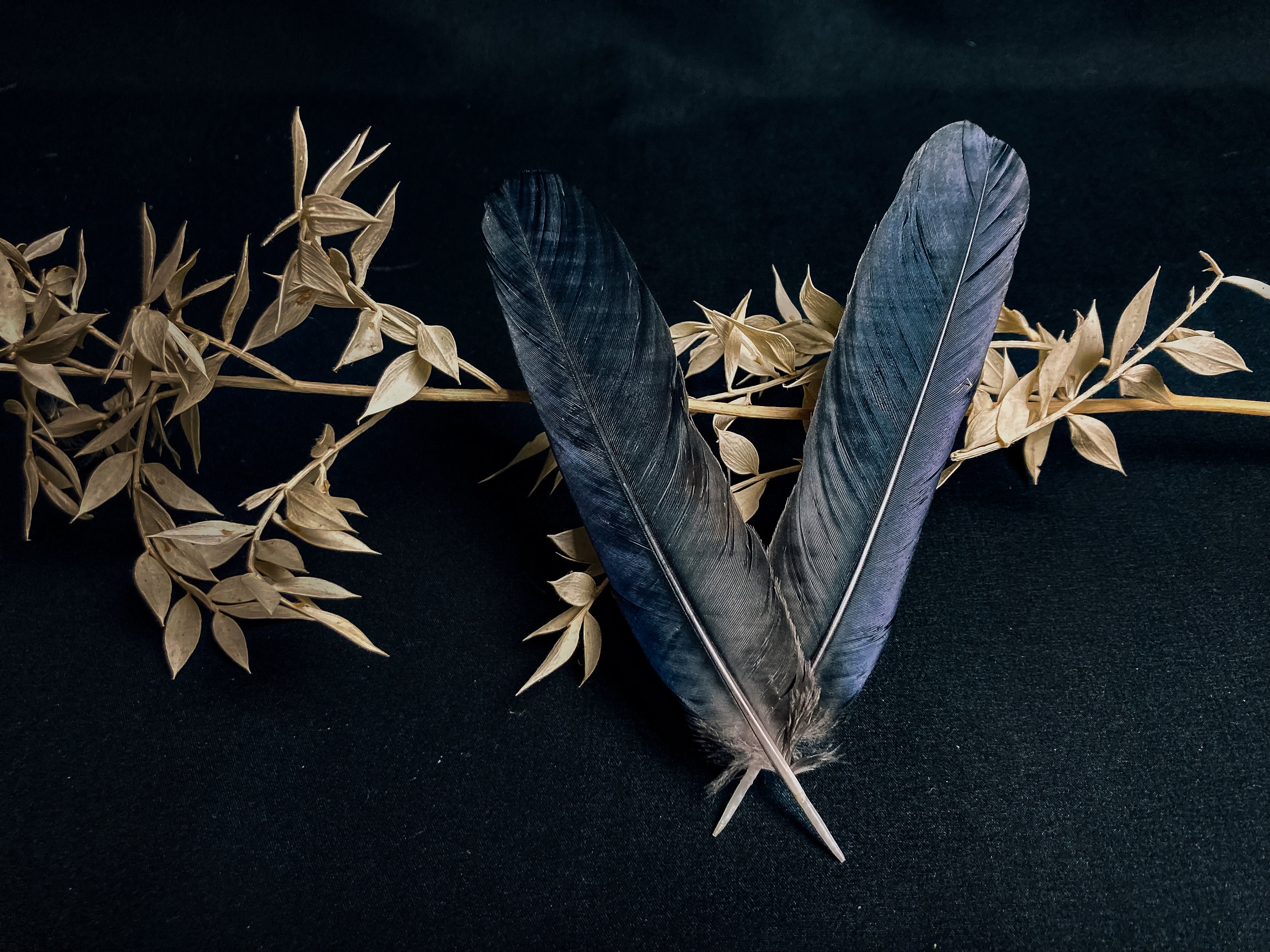 Raven Feathers 16-20 Centimeters - Etsy