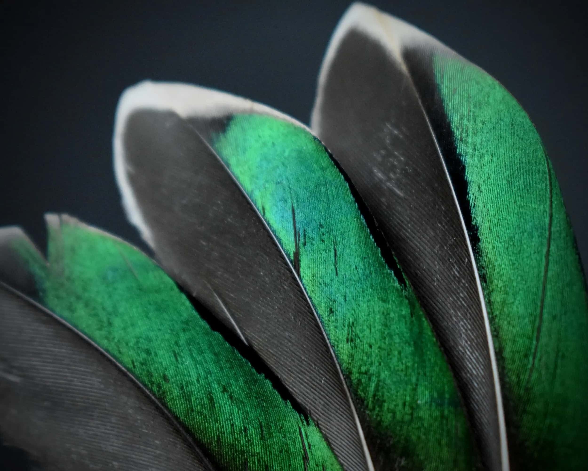 Duck Feathers, Emerald Green, 5 to 8 Centimeters - Etsy