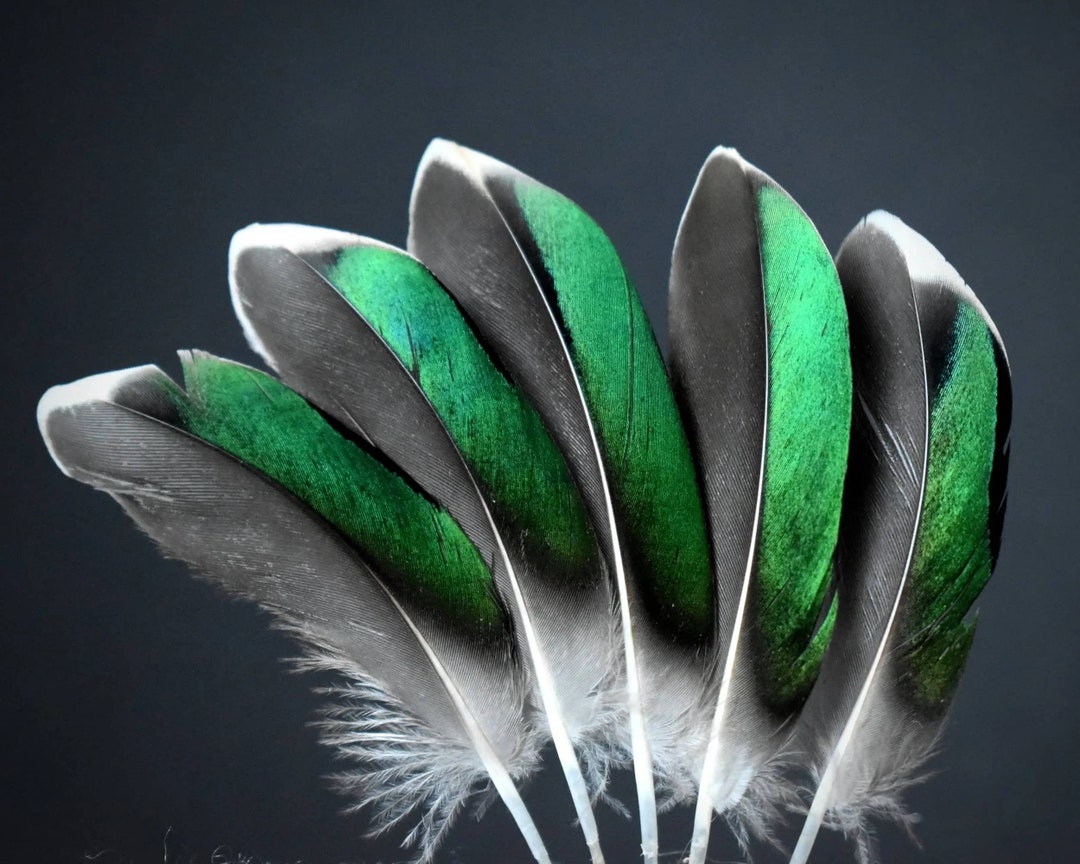 Duck Feathers, Emerald Green, 5 to 8 Centimeters - Etsy