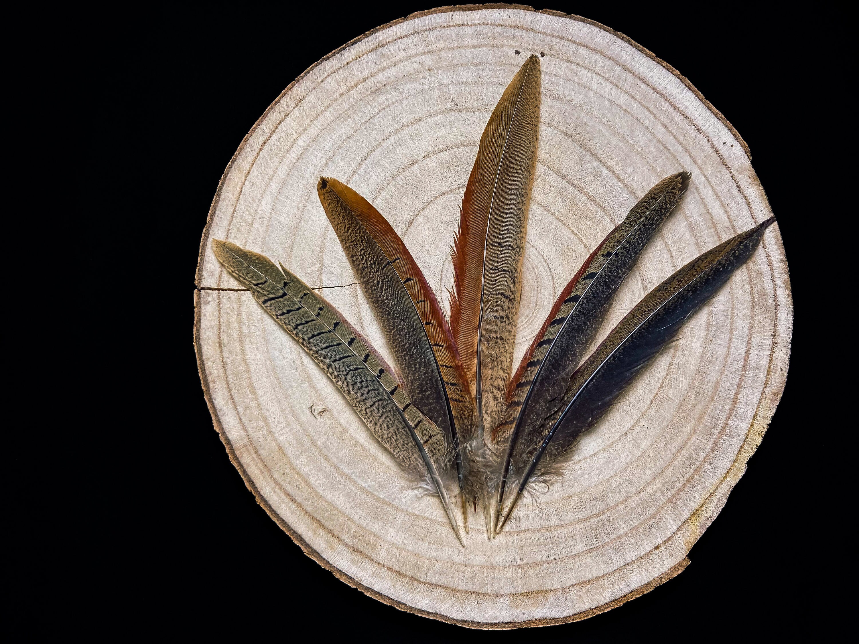 Male Ring-necked Pheasant Feathers 17-20 Cm - Etsy