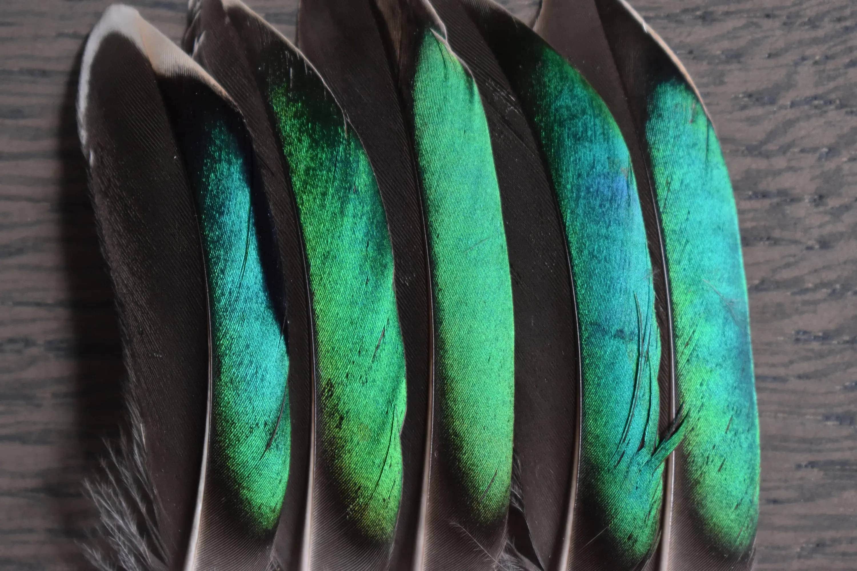 Duck Feathers, Emerald Green, 5 to 8 Centimeters - Etsy