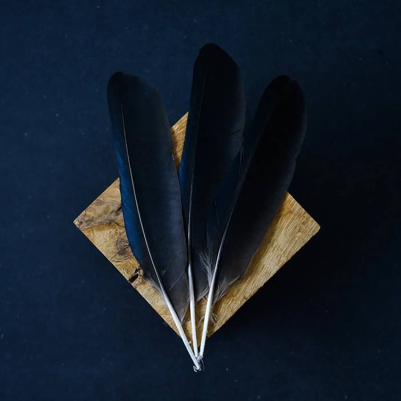 Large Feathers - Etsy