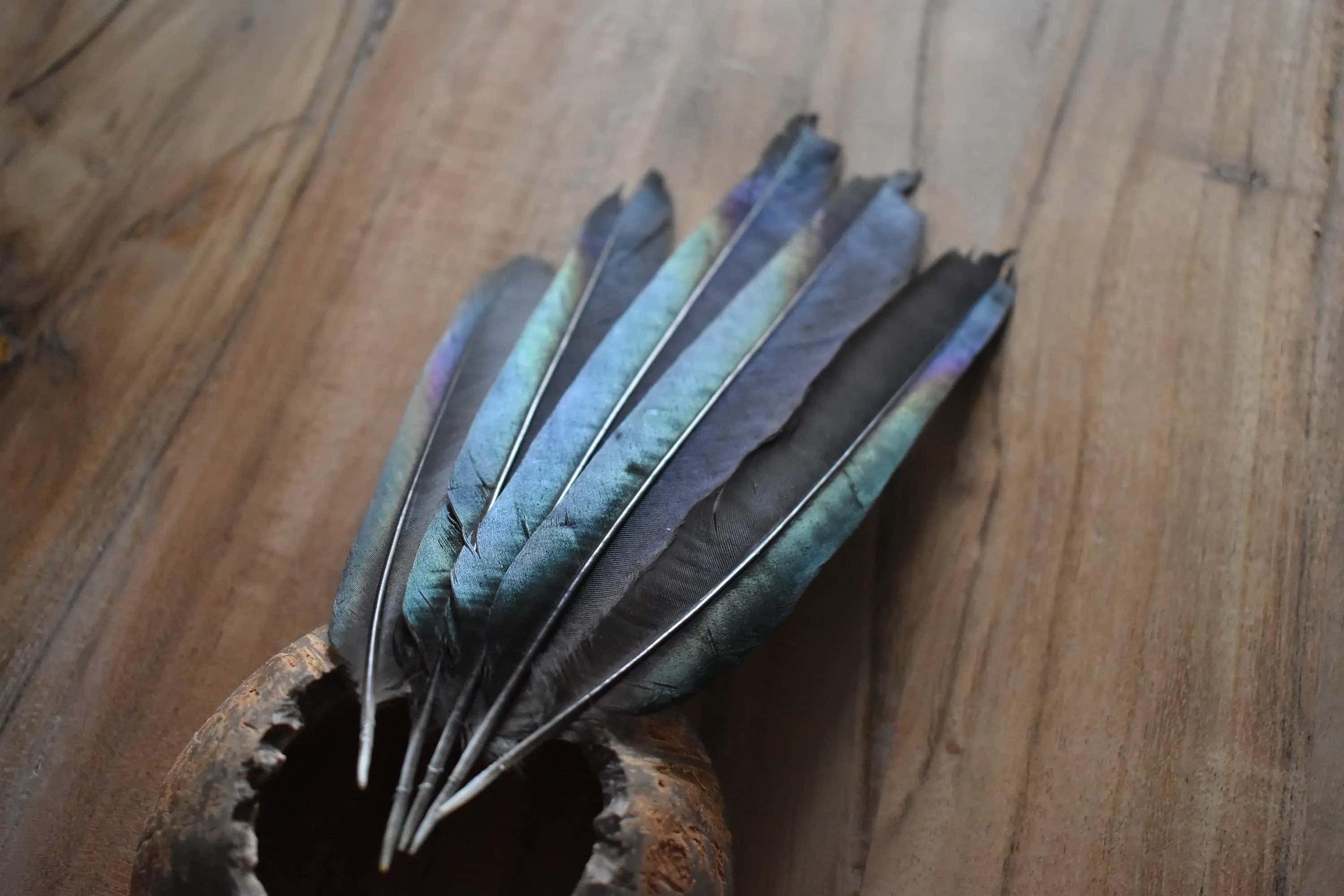 Magpie Feather, Gray With Green and Purple Reflections 15 to 20 ...