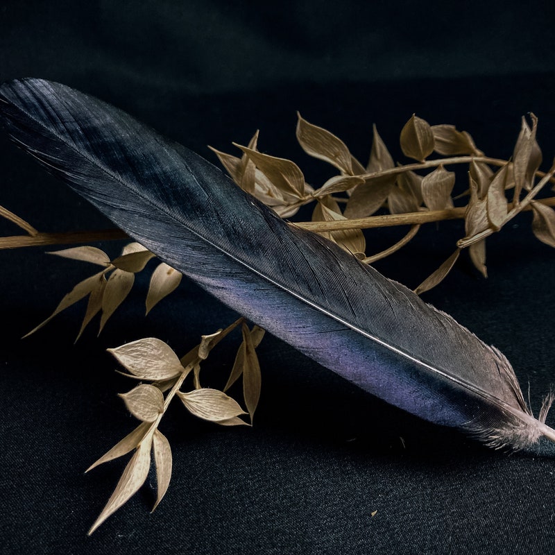 Raven Feathers for Quill - Etsy UK