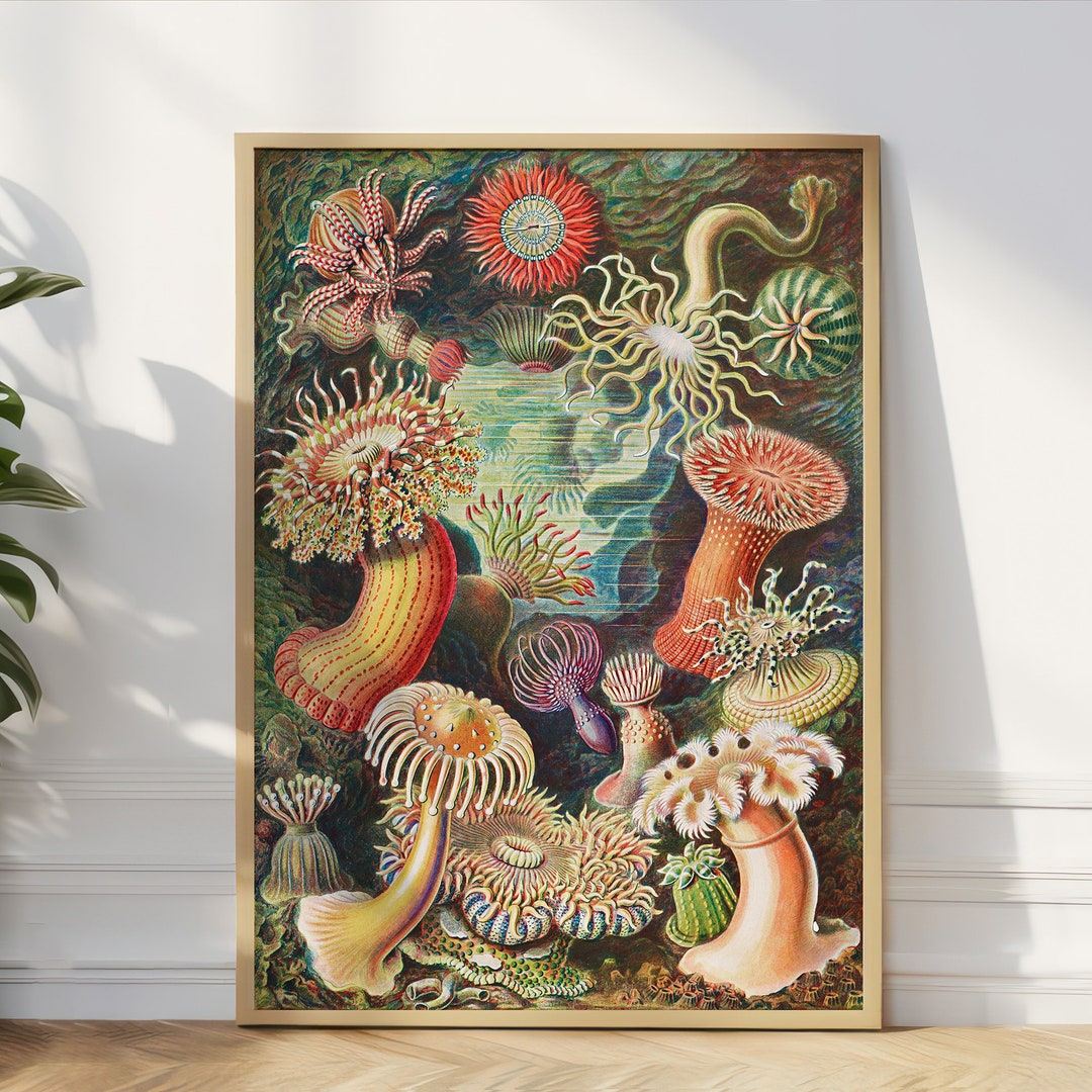 Vintage Ernst Haeckel Sea Anemones Print, Ocean Wall Art, Nautical ...