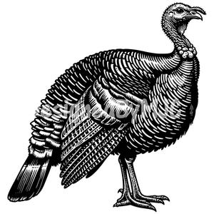 Wild Turkey SVG PNG, Simple Wild Turkey Design, Turkey Bundle ...