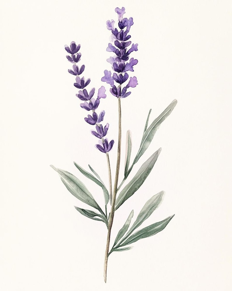 Lavender Serenity: Minimalist Watercolor of a Lavender Stem - Etsy