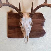 European Mount - Etsy