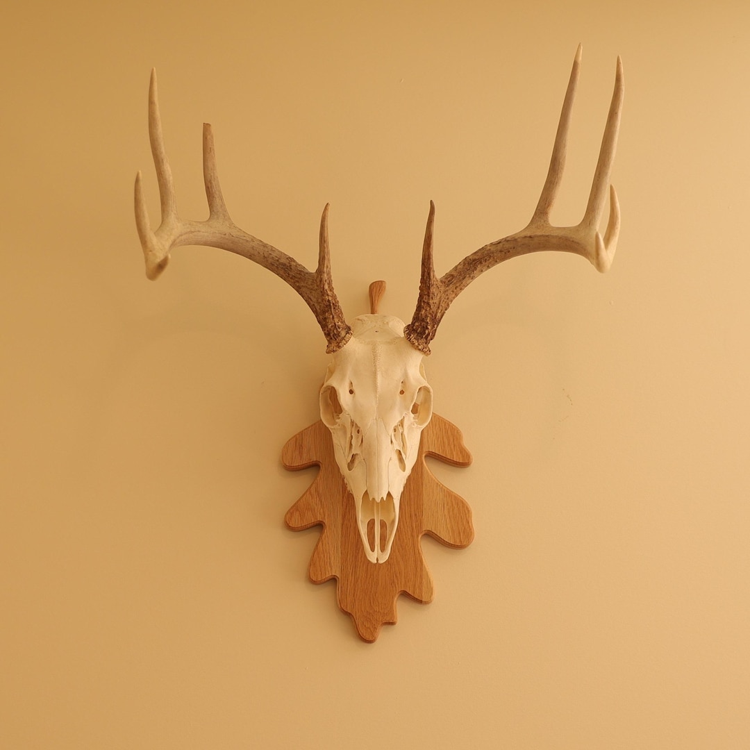 European Oak Leaf Wall Mount - Etsy