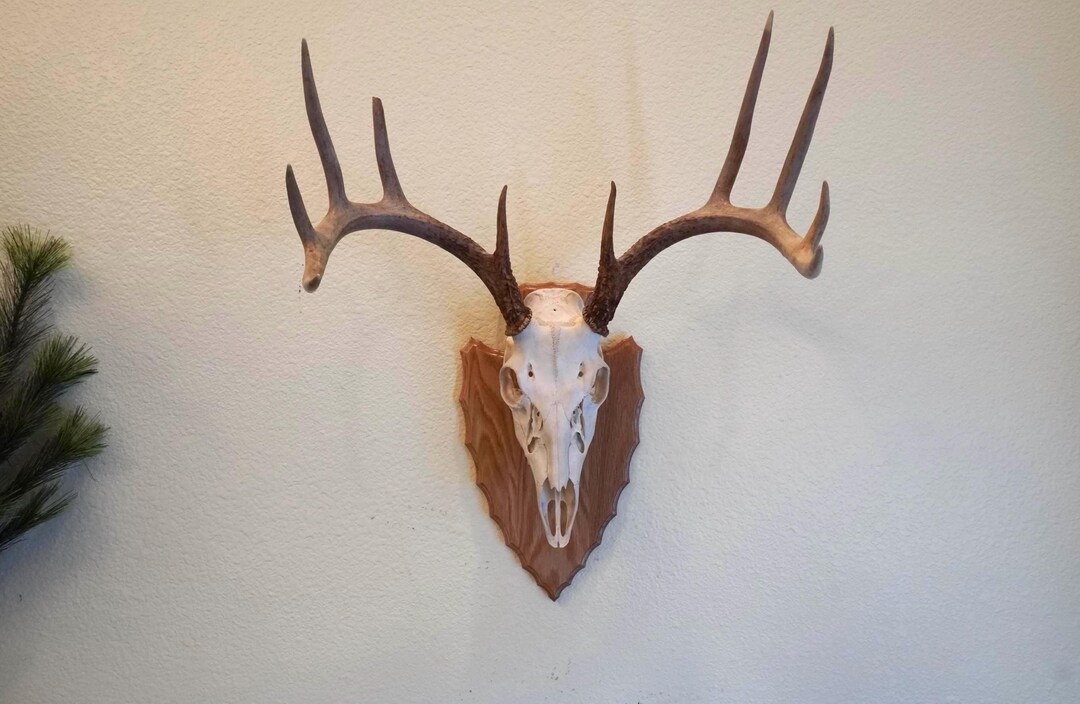 European Arrowhead Wall Mount - Etsy