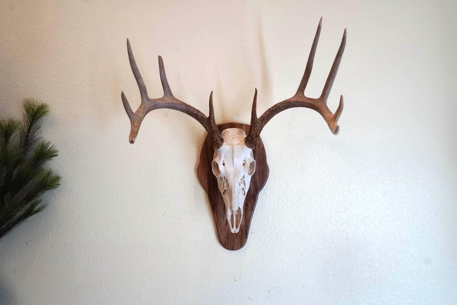 European Standard Wall Mount - Etsy