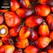 4 Litre Palm Oil- Red Palm Oil- African Palm Oil- Organic Palm Oil- Epo ...