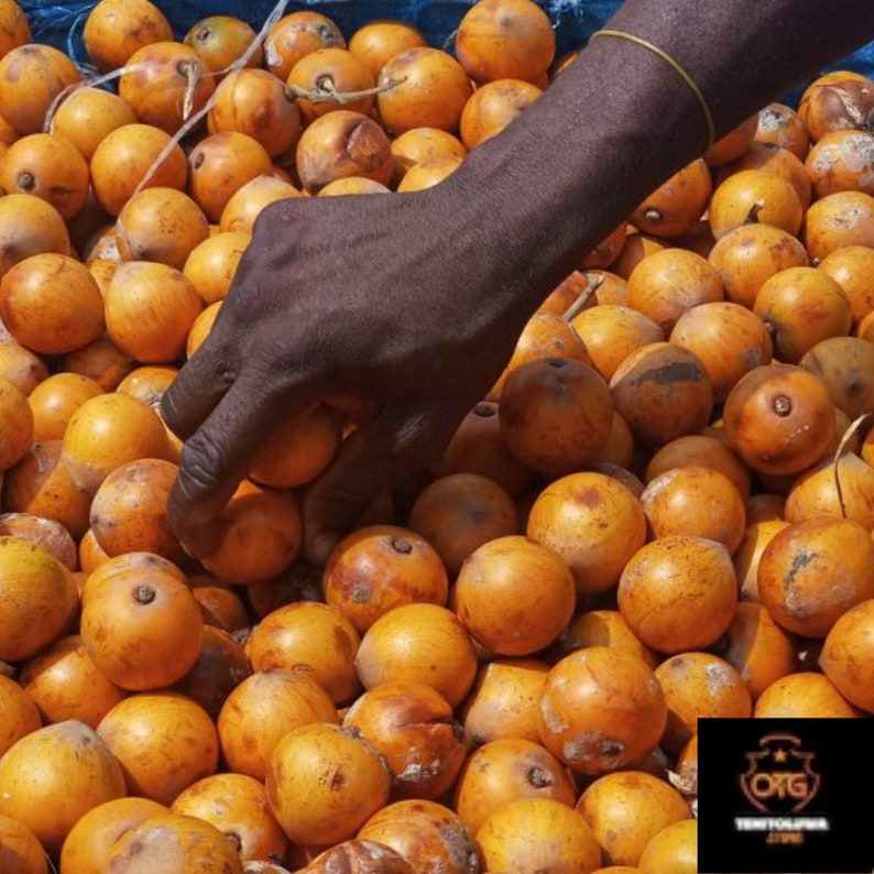 1 Dozen Sweet African Agbalumo - Udara -african Star Apple - Etsy