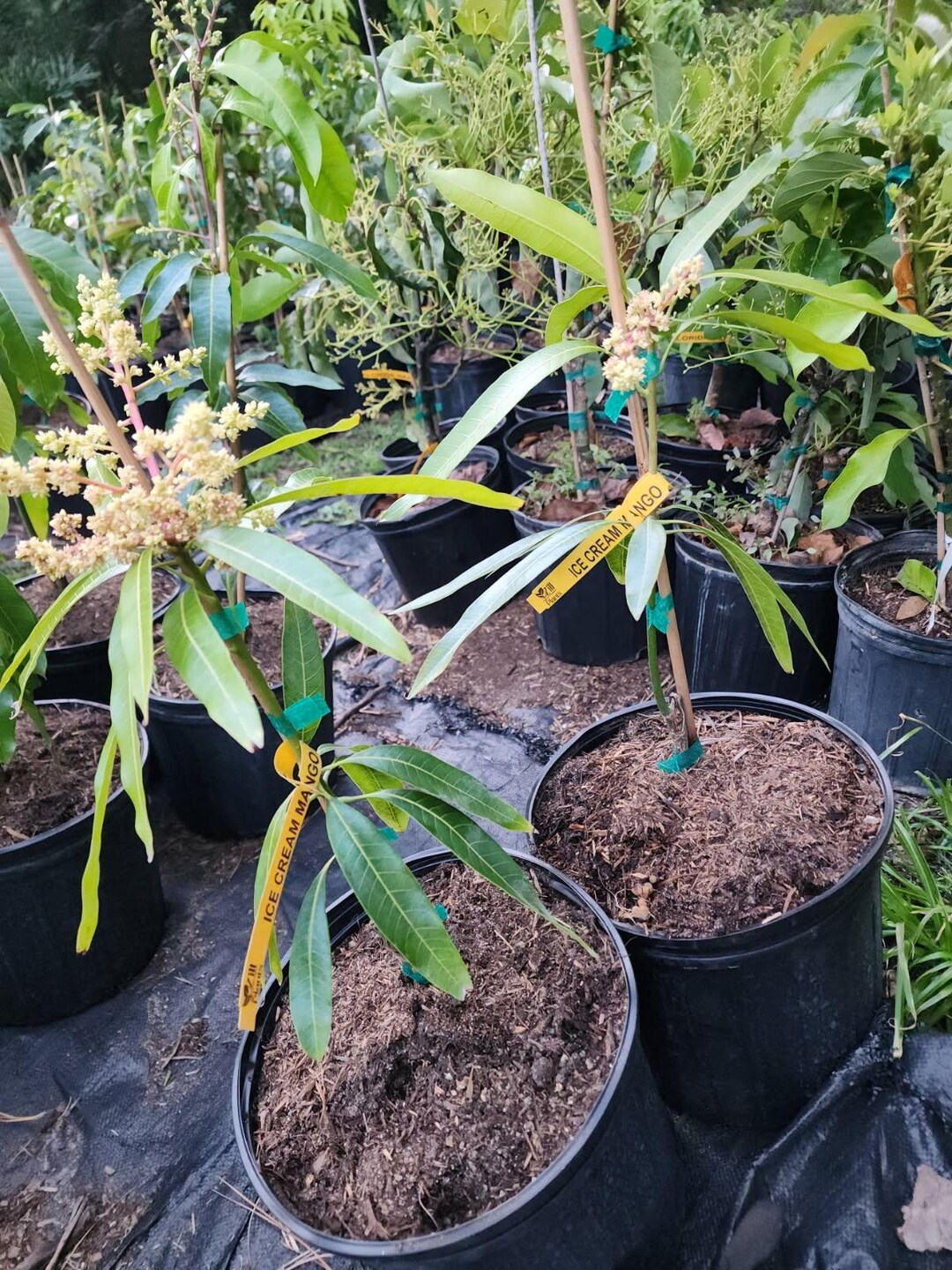 Fruiting Ice Cream Dwarf Mango Grafted Tree 2-4 Ft Tall. Ship to CA&PR ...