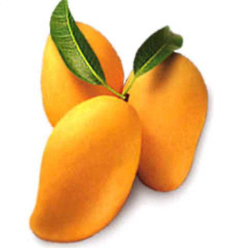 Neelum Dwarf Mango Tree GRAFTED 3-4 Ft Tall.ship to CA&PR. Actual ...