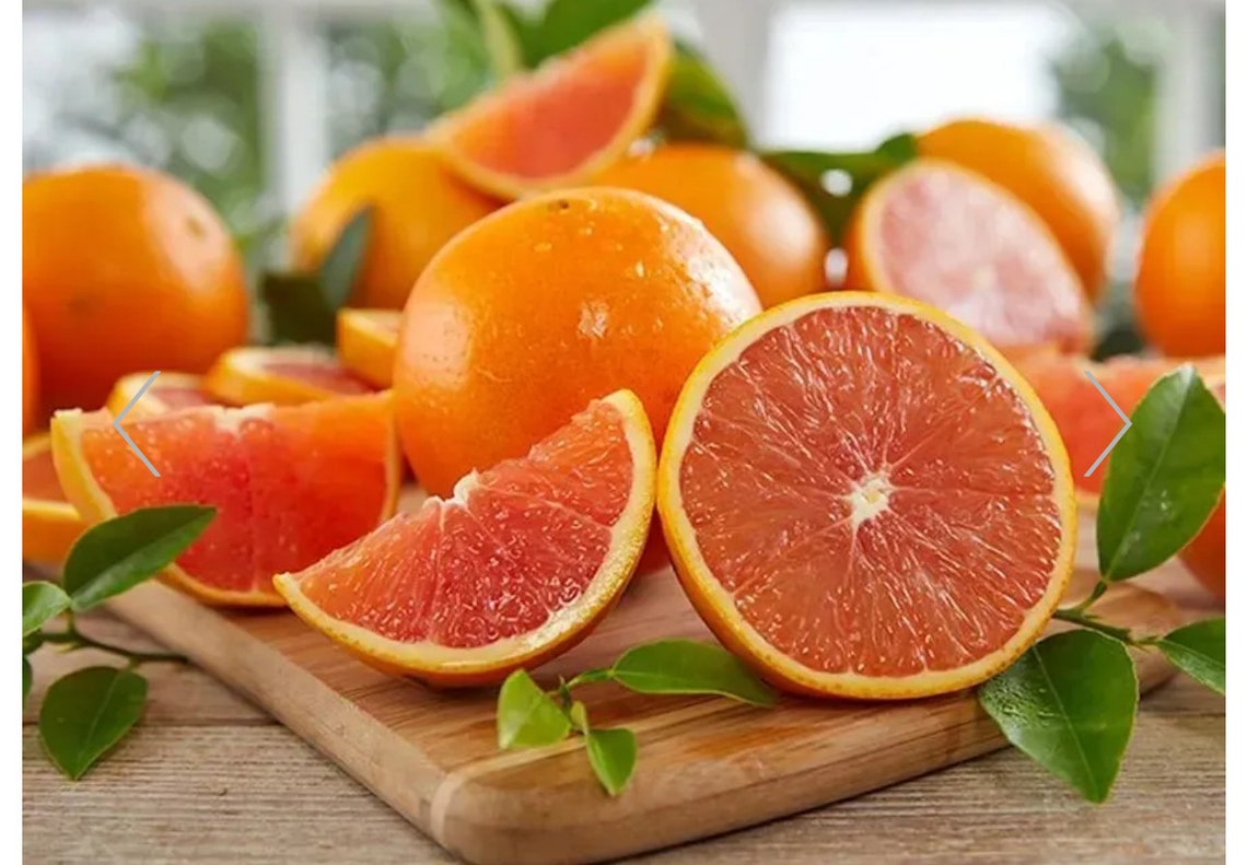 Red Navel Orange Tree (grafted) 2-4 Feet Tall. - Etsy
