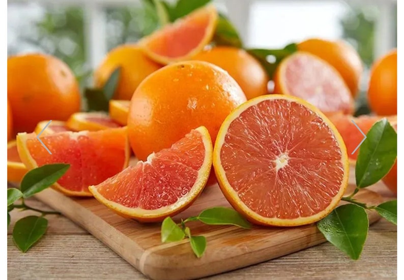 Red Navel Orange Tree (grafted) 2-4 Feet Tall. - Etsy