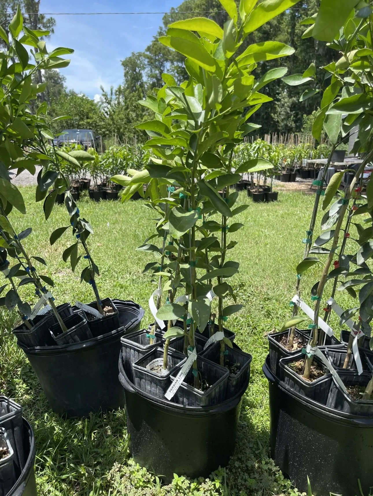 Grafted Dwarf CARA CARA Navel Orange Citrus Tree 2-3ft Tall - Etsy