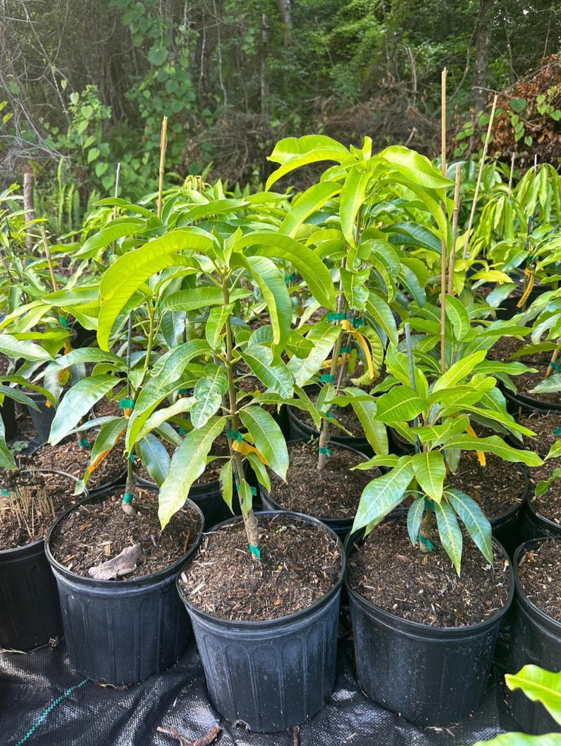 Angie Semi Dwarf Mango TREE GRAFTED (2-4 Feet Tall). Ship to All States ...