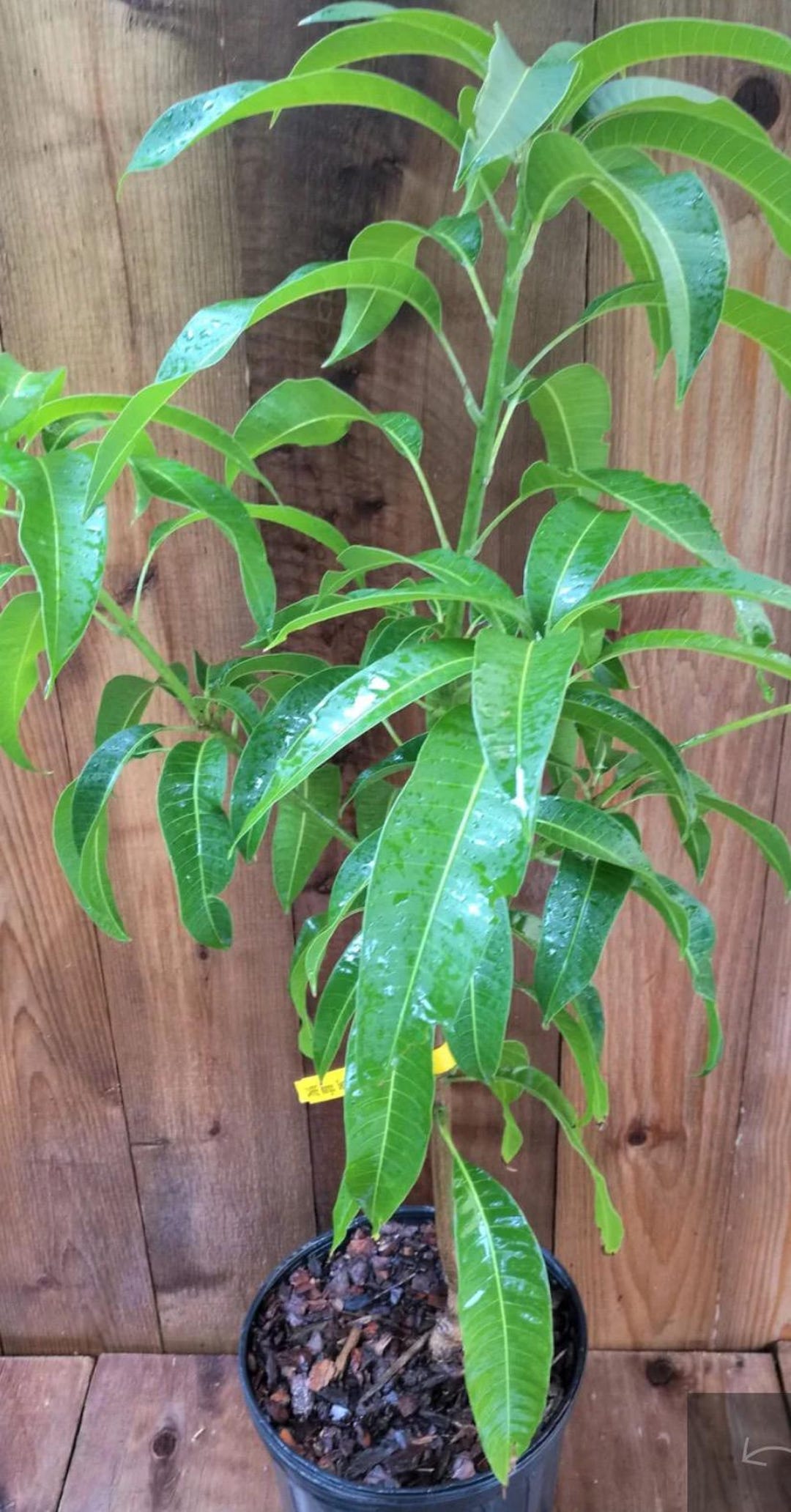 Orange Sherbet Mango TREE GRAFTED (2-4 Feet Tall). Ship to All States ...