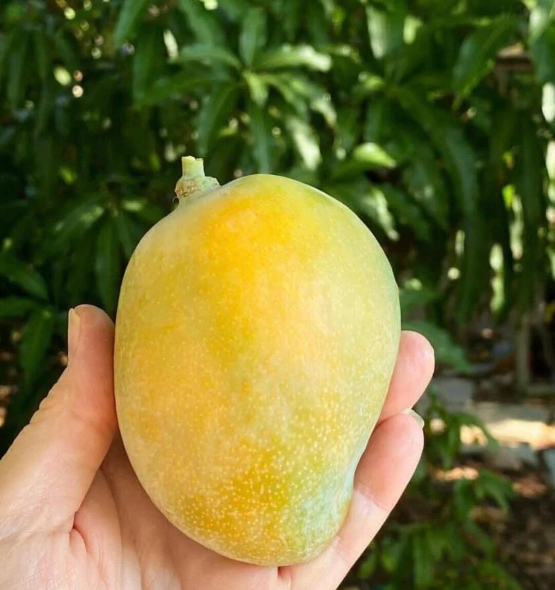 Gary Mango TREE GRAFTED (2-4 Feet Tall). Ship to All States - Etsy