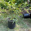 Falan Dwarf Mango TREE GRAFTED (2-4 Feet Tall). Ship to All States - Etsy